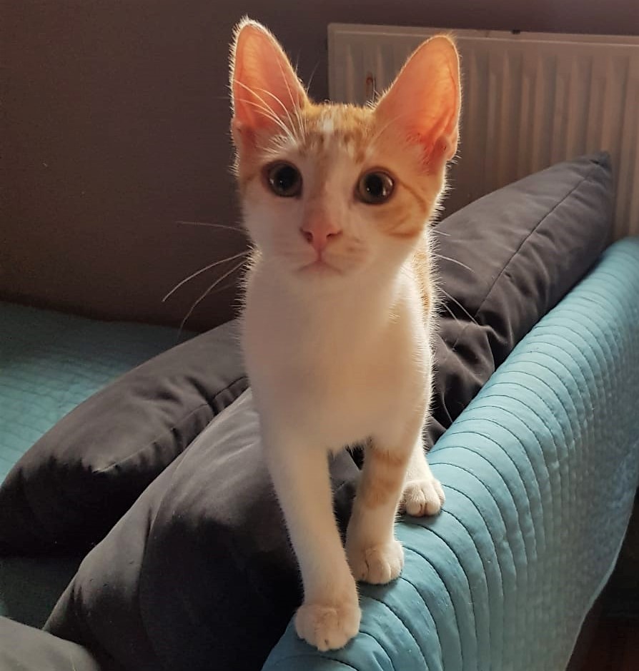 Houdini – ZARAGATOS. Gatos en adopción, Zaragoza