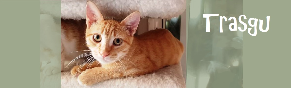 Trasgu – ZARAGATOS. Gatos en adopción, Zaragoza
