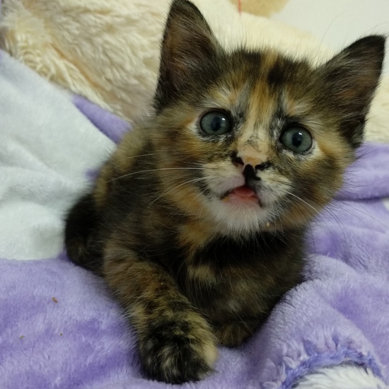 AXOCHITL – ZARAGATOS. Gatos en adopción, Zaragoza