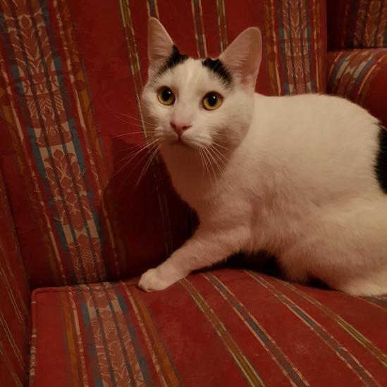 WAYOMIN – ZARAGATOS. Gatos en adopción, Zaragoza