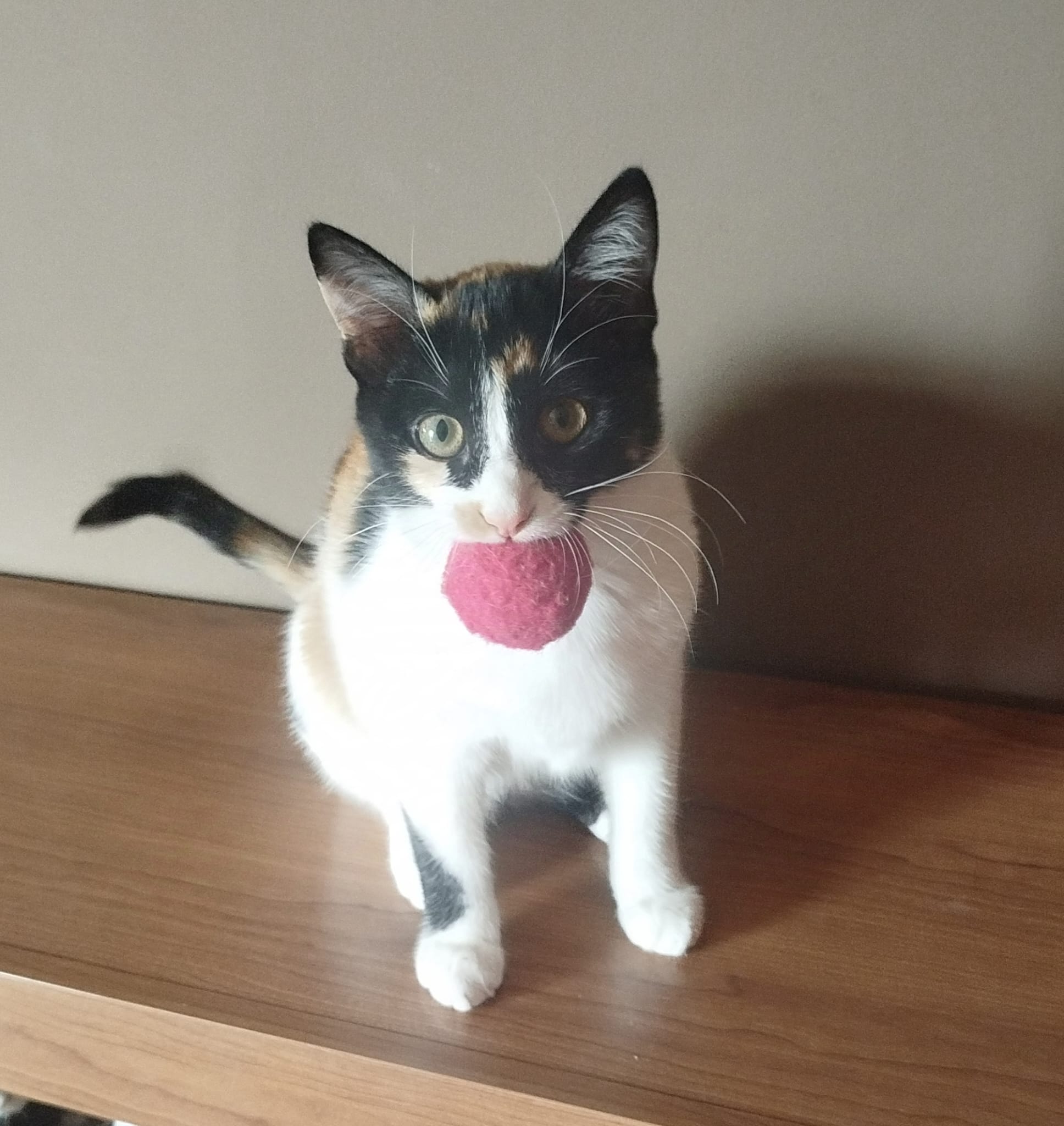 AREPA – ZARAGATOS. Gatos en adopción, Zaragoza